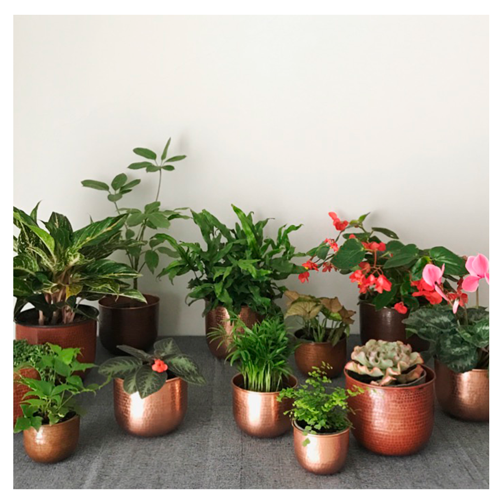 macetas – Estudio Pomelo